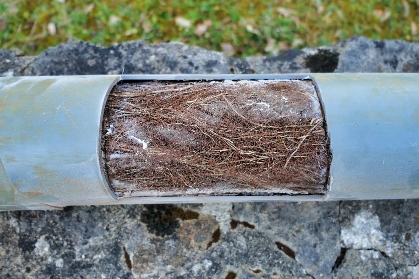 How to Detect and Remove Tree Roots in Your Sewer Line