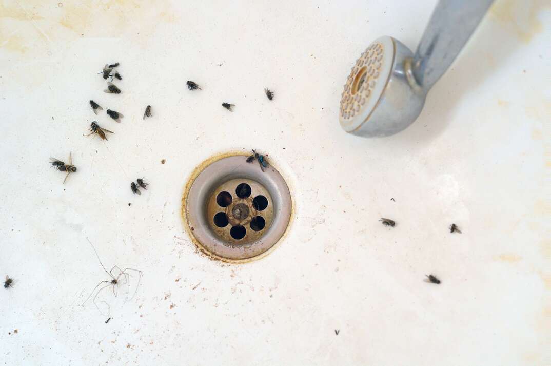 How to Prevent Drain Flies and Other Plumbing Pests